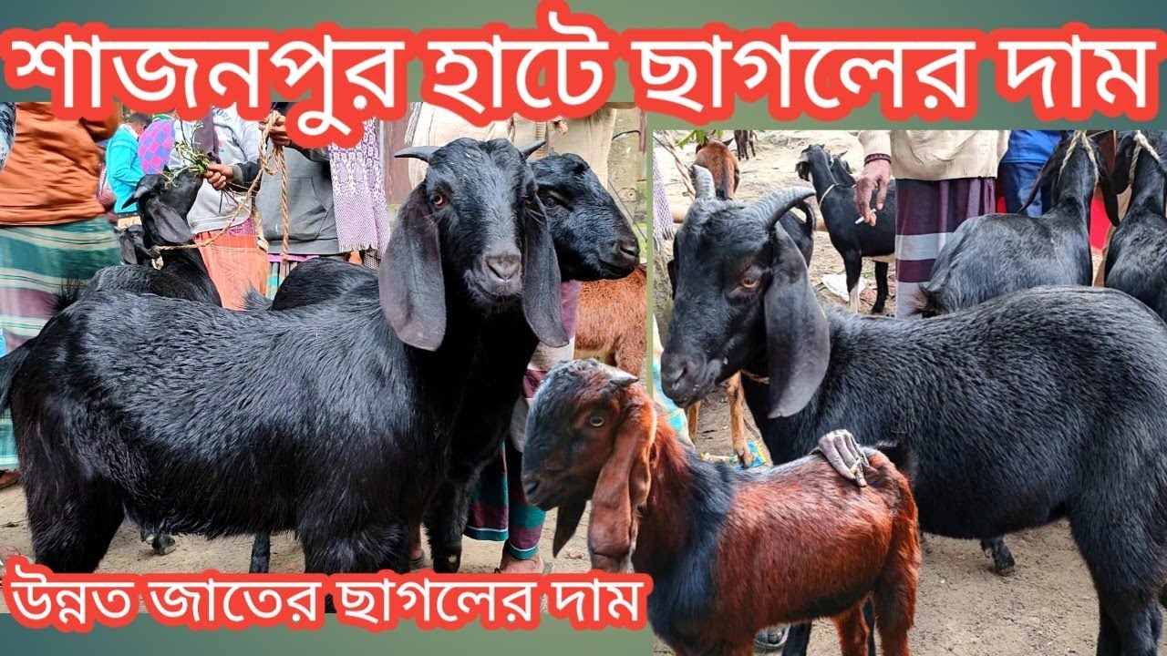 @বুধবার 31/1/2024/ sajanpur sagoler hat | বিভিন্ন প্রজাতির উন্নত জাতের ...