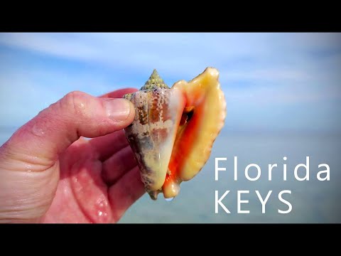 A shelling adventure to the Florida Keys! - YouTube