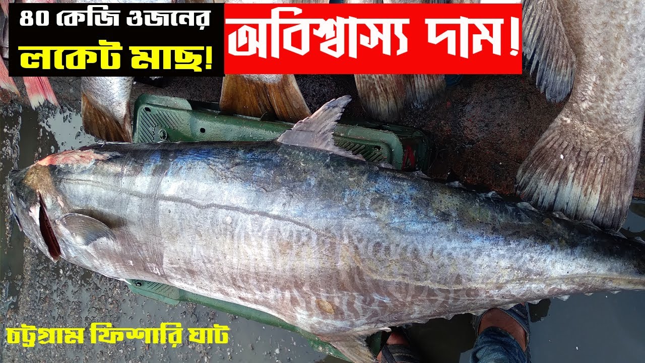 চট্টগ্রাম ফিশারি ঘাটে বিশাল আকারের লকেট, বোল, ইল মাছ।। Gigantic Sea ...