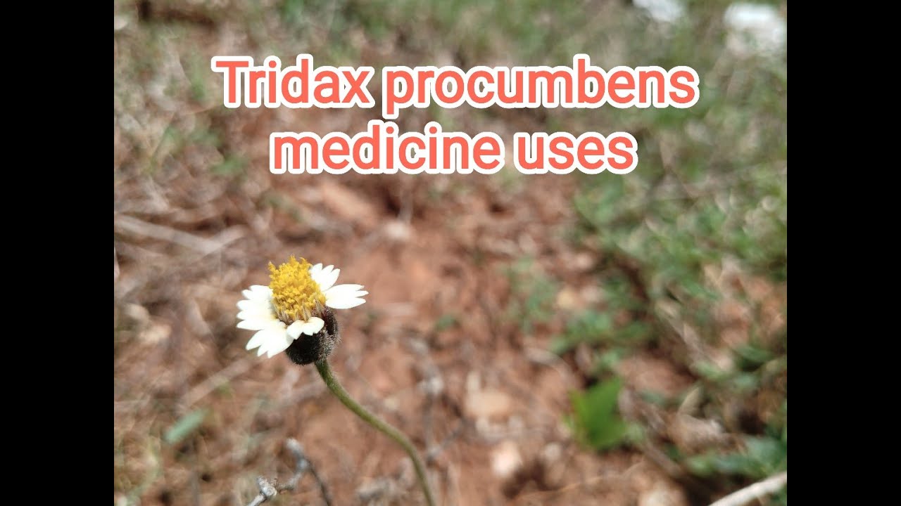 Tridax procumbens medicines uses - YouTube