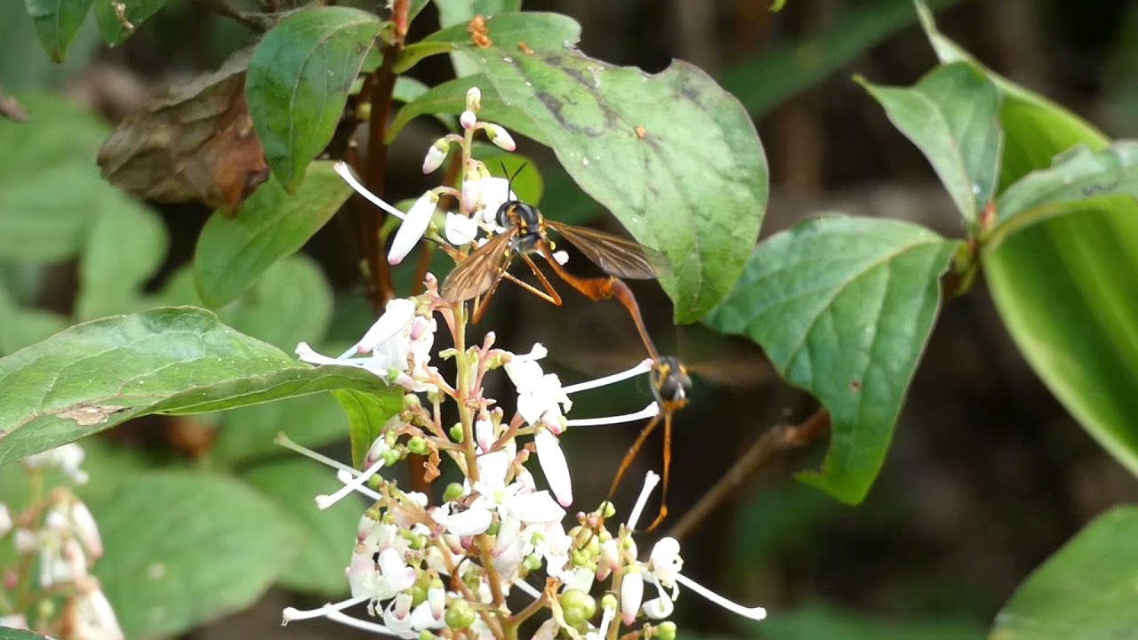 Mating Couples of Long-legged Bee-fly Visit Elliottia Flowers in Tandem ...