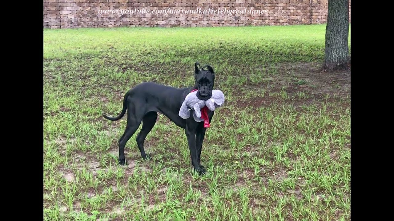 Playful Great Dane Enjoys her Morning Walk - YouTube