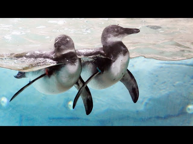 Baby Emperor Penguins Swimming Wildlife Guide: Emperor Penguin Facts