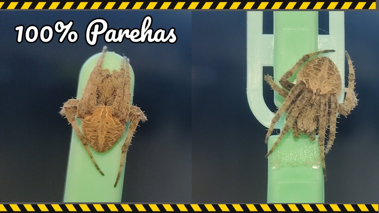 Philippine Spider Fight Bugbugan Talaga - YouTube