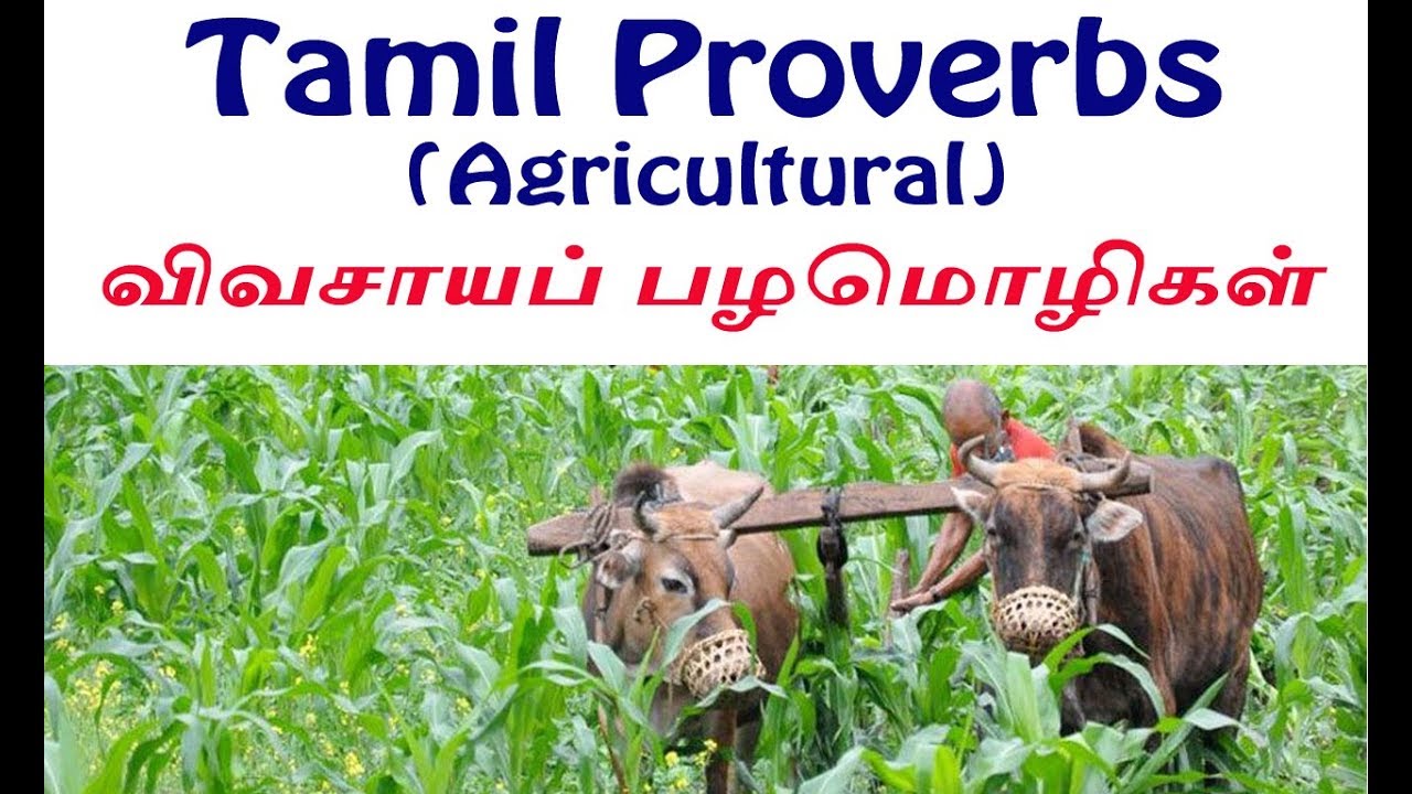 Tamil Proverbs Agricultural YouTube