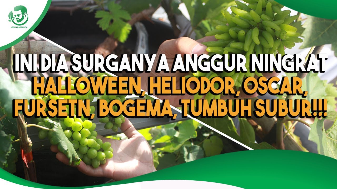 REVIEW ANGGUR NINGRAT!!! HALLOWEEN, HELIODOR, OSCAR, FURSETN, BOGEMA ...