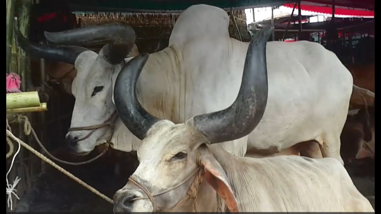 Big Boulder Bulls || Gabtoli Eid Haat || HUNTER - YouTube