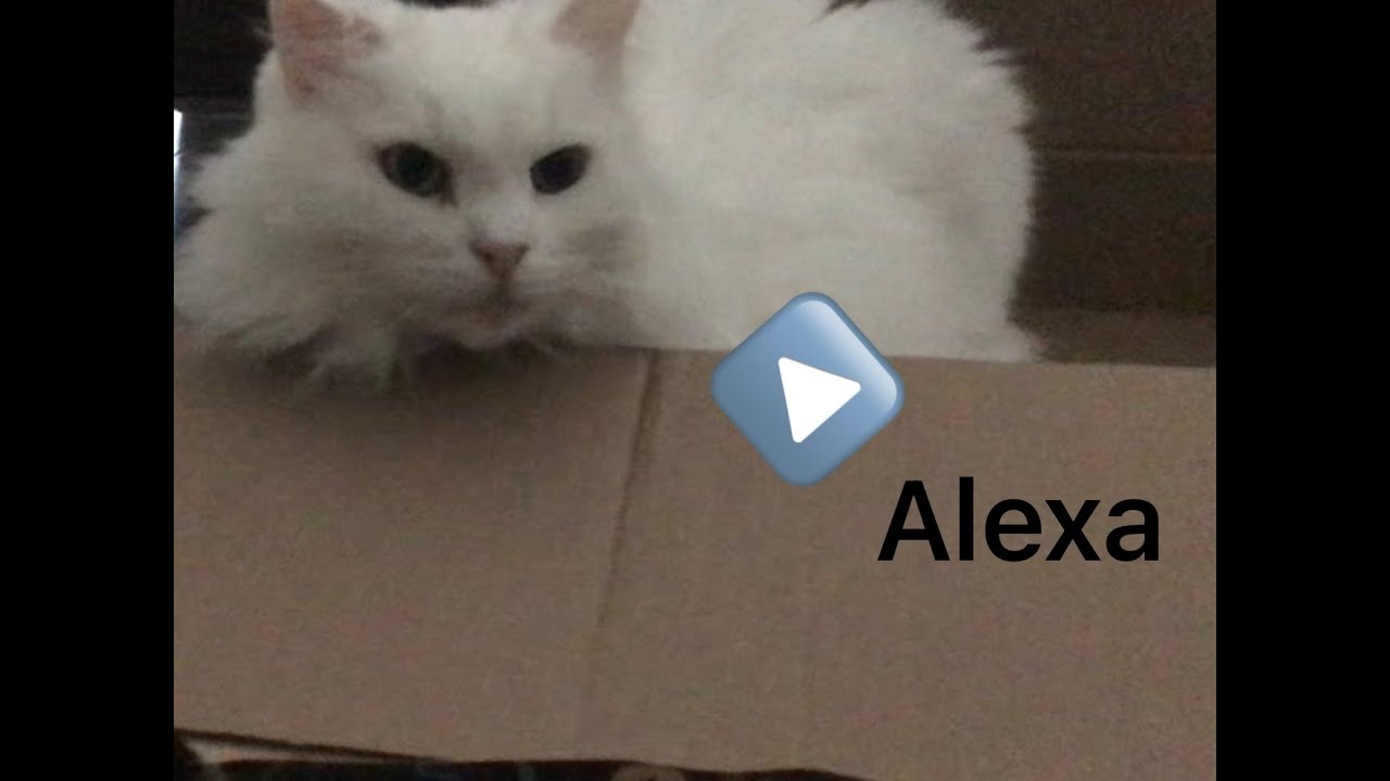 Amazon Alexa (cats name is Alexa) - YouTube