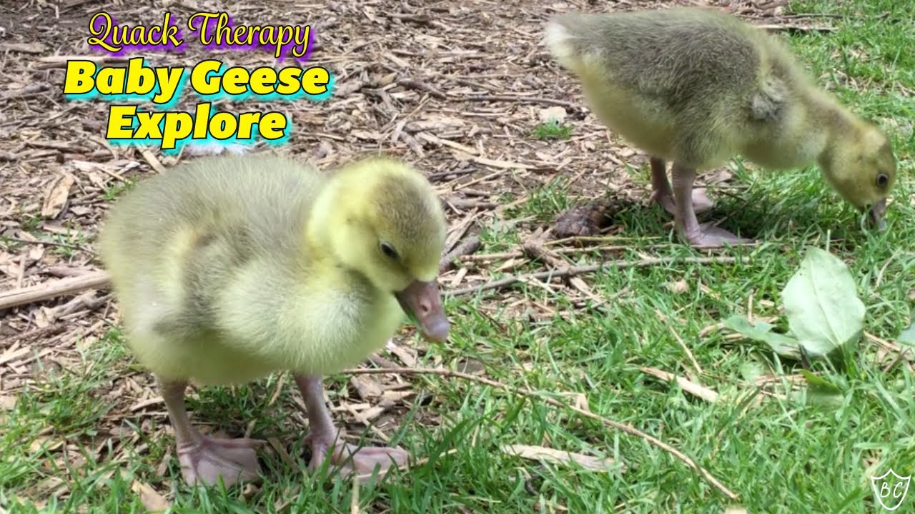 Serene Moments with Baby Geese and Duck Flock- Quack Therapy (ASMR ...