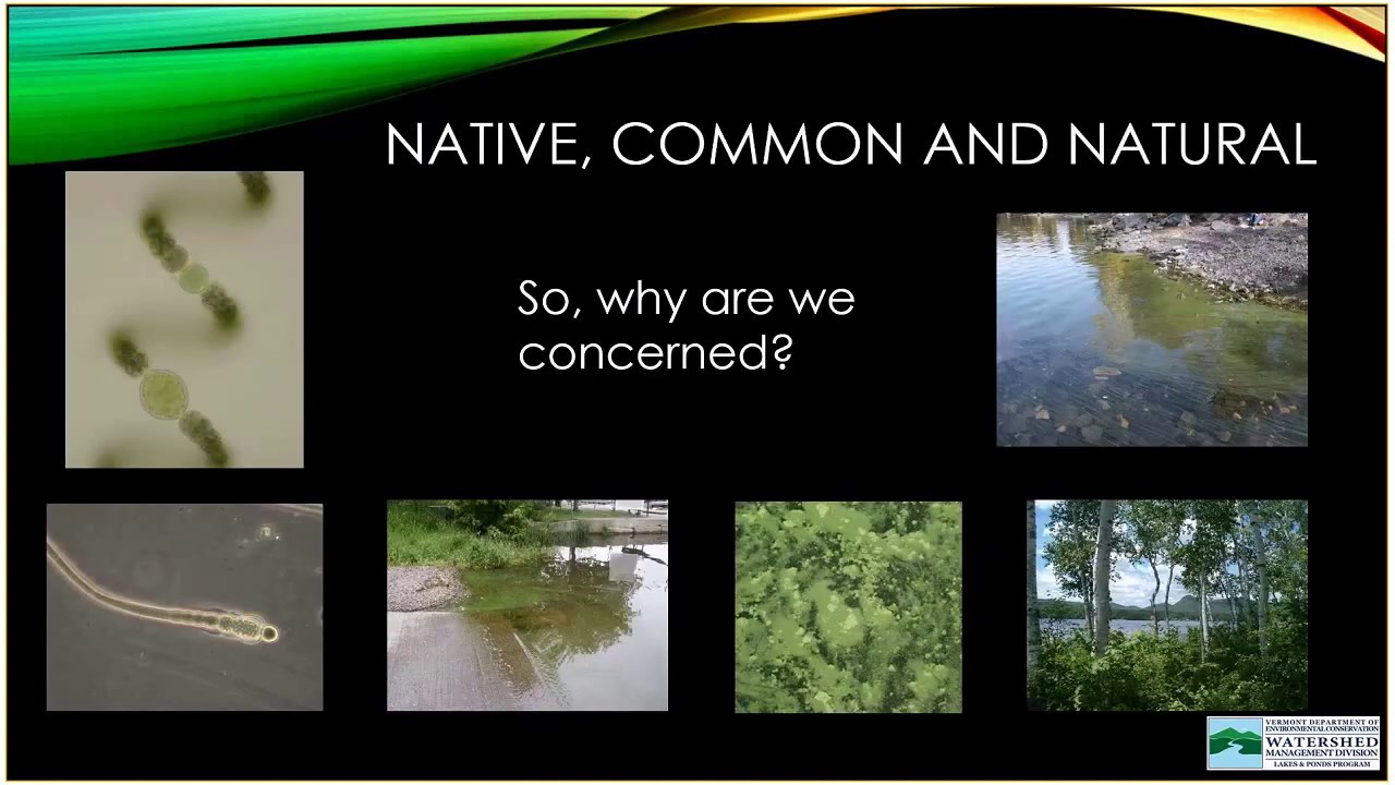 2020 Cyanobacteria Monitor Training_VT_Part 1_intro to cyano - YouTube