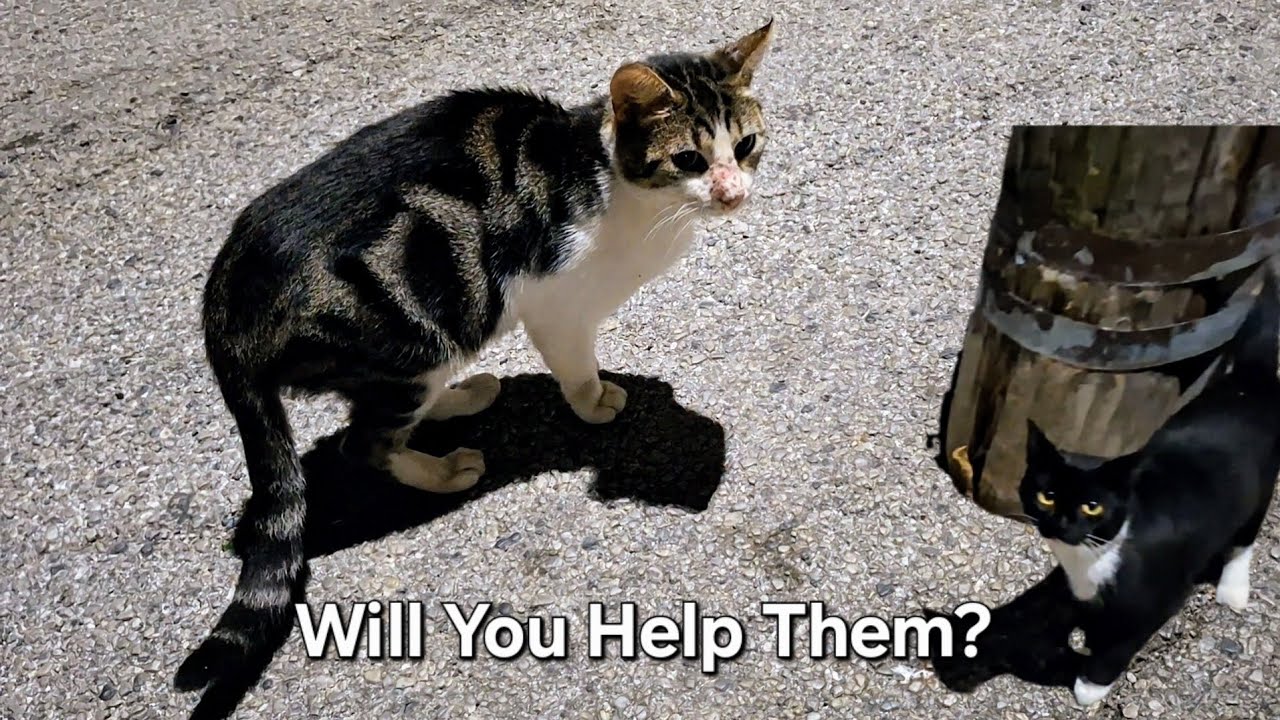 The Cat Overpopulation Issue is Reaching Critical Mass - YouTube