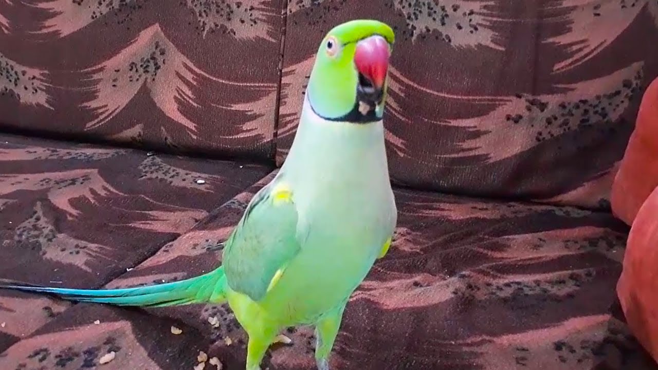 Max Talking Parrot In Full Speaking Performance Mode - YouTube