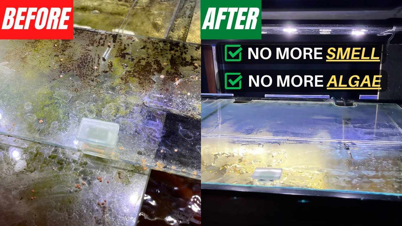 How to Clean SMELLY Aquarium Glass Lids? - YouTube