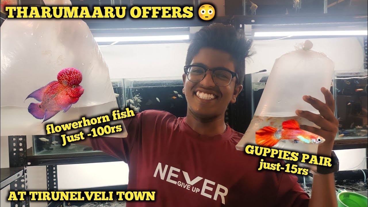 Vera level offers 🎊 guppies just 15rs ️ flowerhorn 100rs 🤩 - YouTube