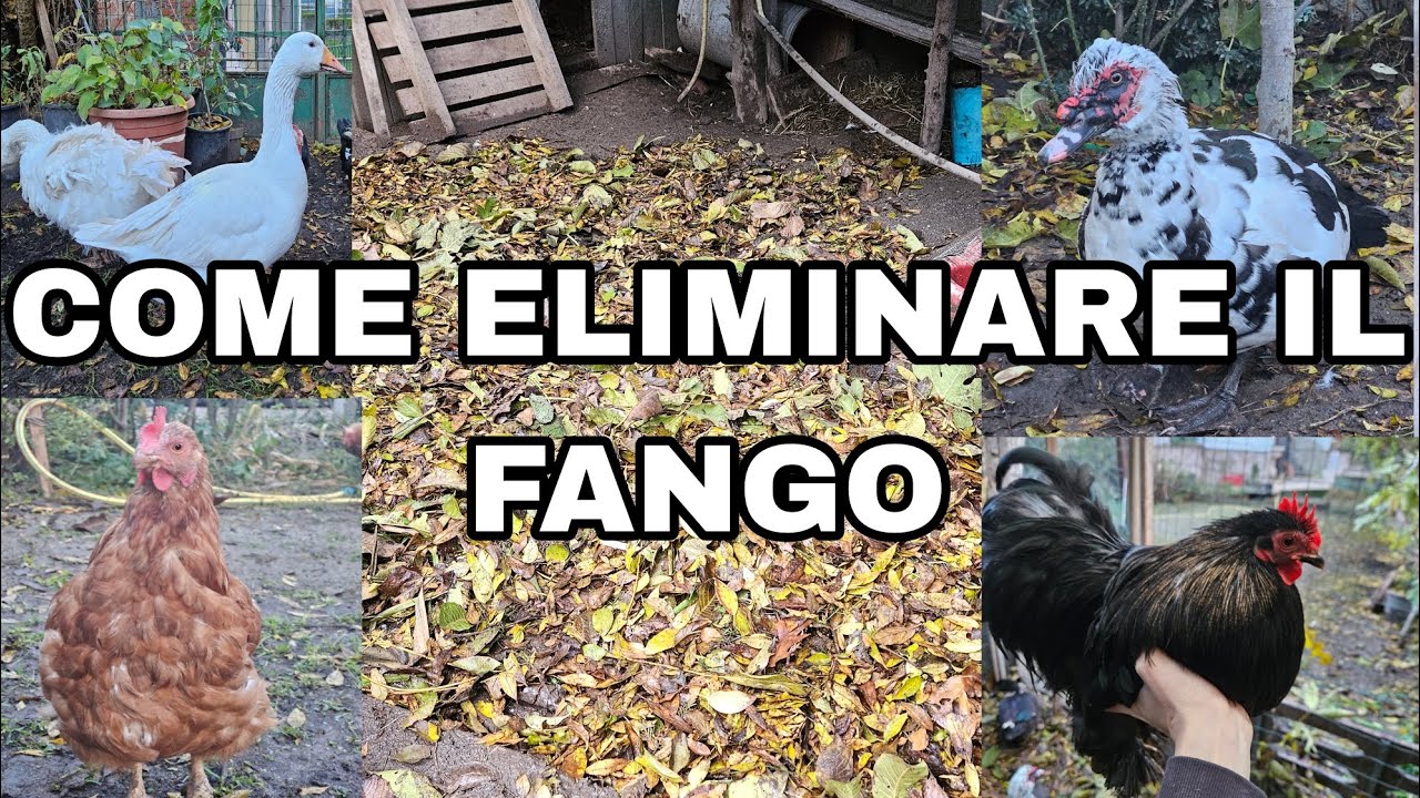 come ELIMINARE il FANGO nel POLLAIO - YouTube