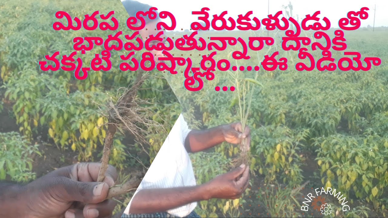 Root rot and fusarium wilt in chili and their management and control ...