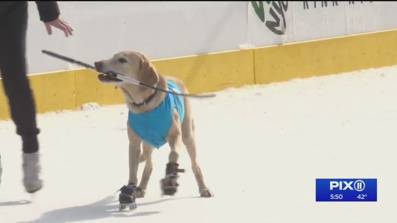 Ice-skating dog shows off skills in Central Park - YouTube