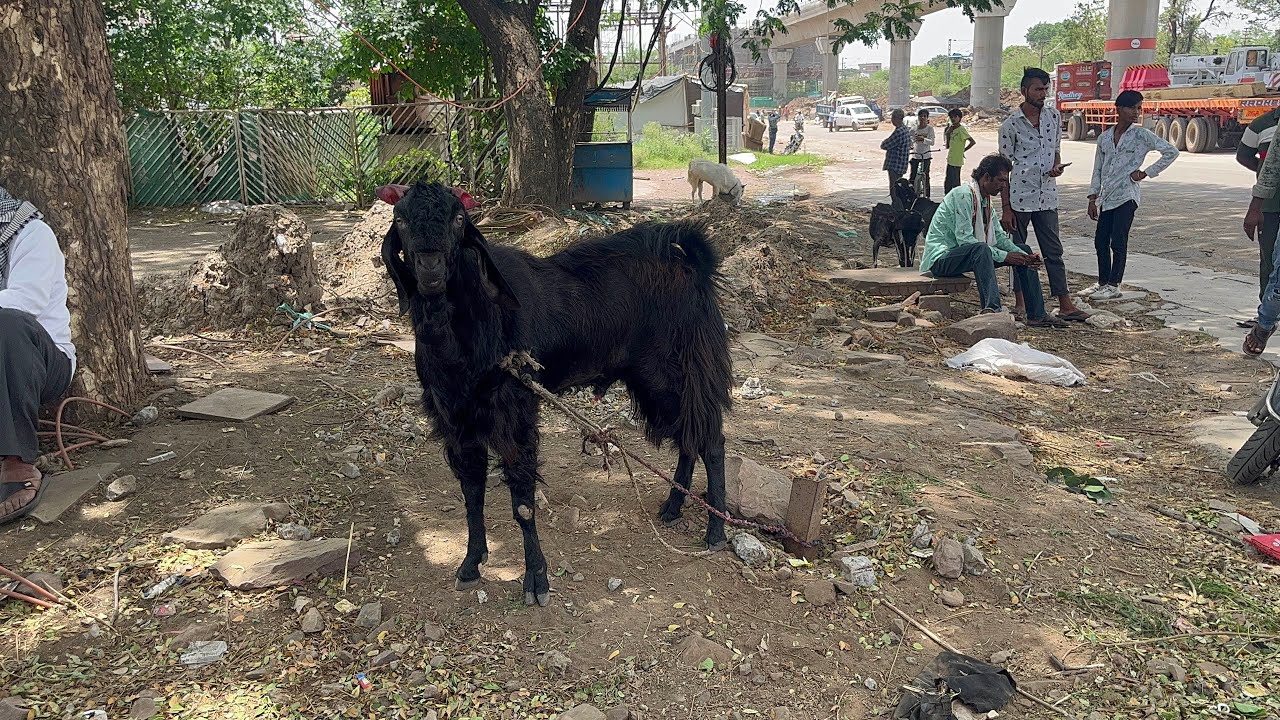 Bhopal Bogda Pul Bakra Mandi - 26 May 2023 [ View ] - YouTube