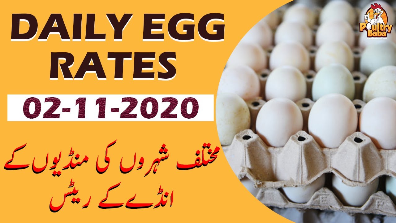 Egg rates 02 November 2020 - Daily egg Rates in Punjab - Poultry rates ...
