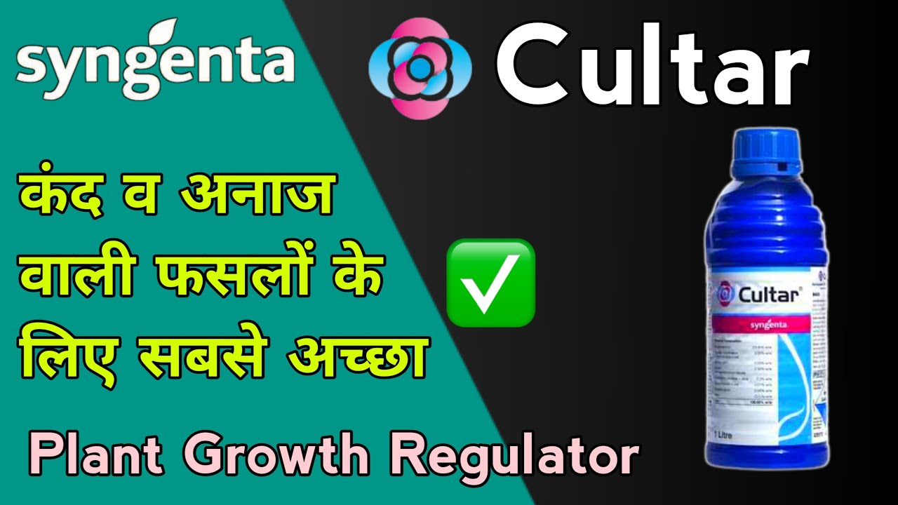 Syngenta Cultar | फ़सलो का राज इसी दवा में ही है ? Plant Growth ...