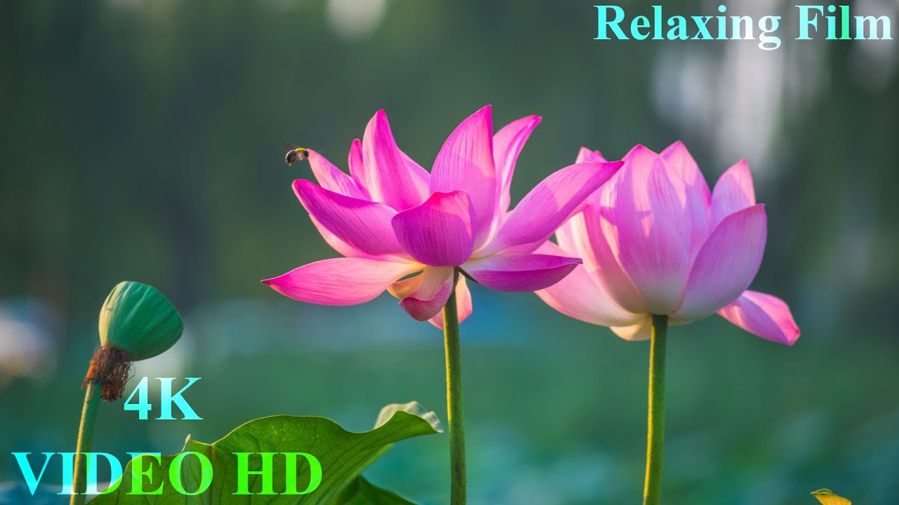 Captivating Floral Diversity: A Glimpse into the World of Flowers - 4k ...