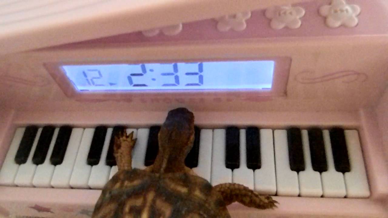 Turtle Plays the Piano - YouTube