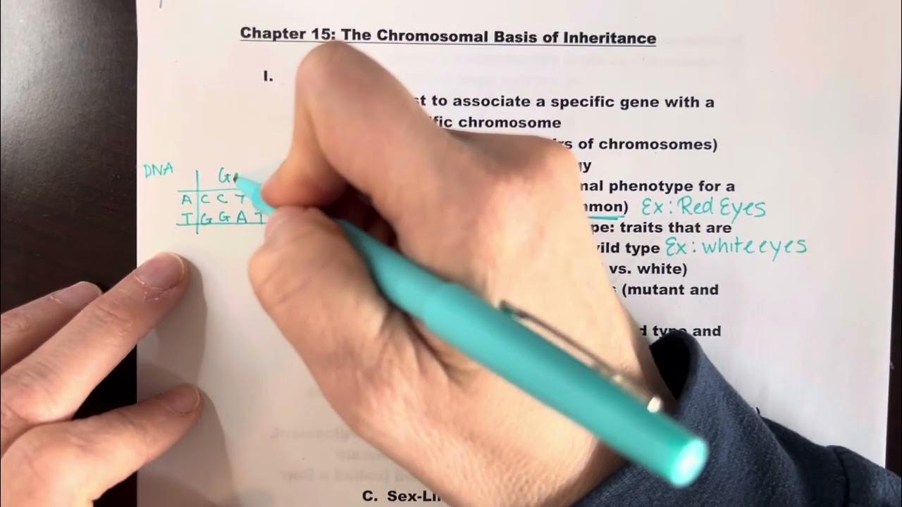 Polygenic Inheritance and Sex-linked Notes - YouTube