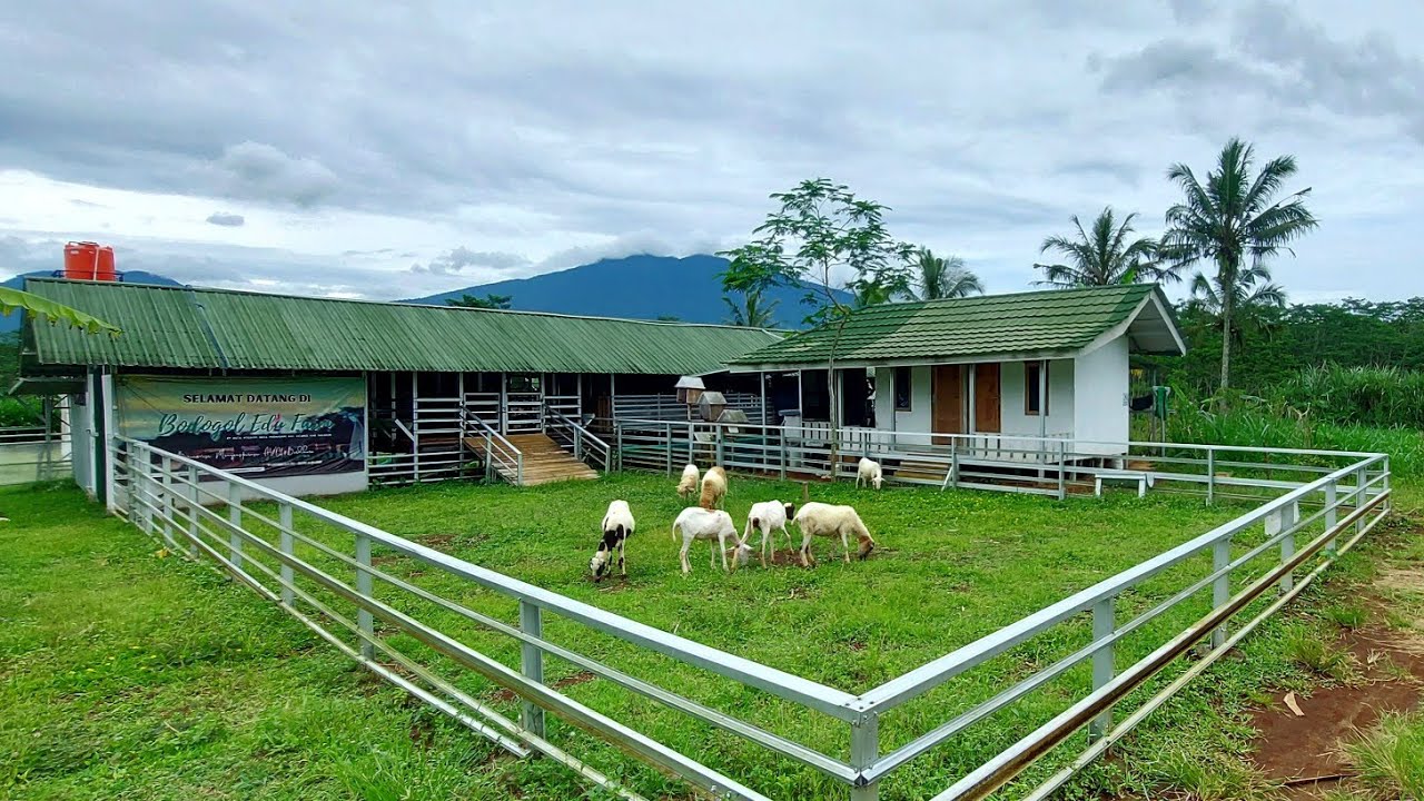 Mengenal Peternakan Domba Modern Terintegrasi Bodogol farm - YouTube