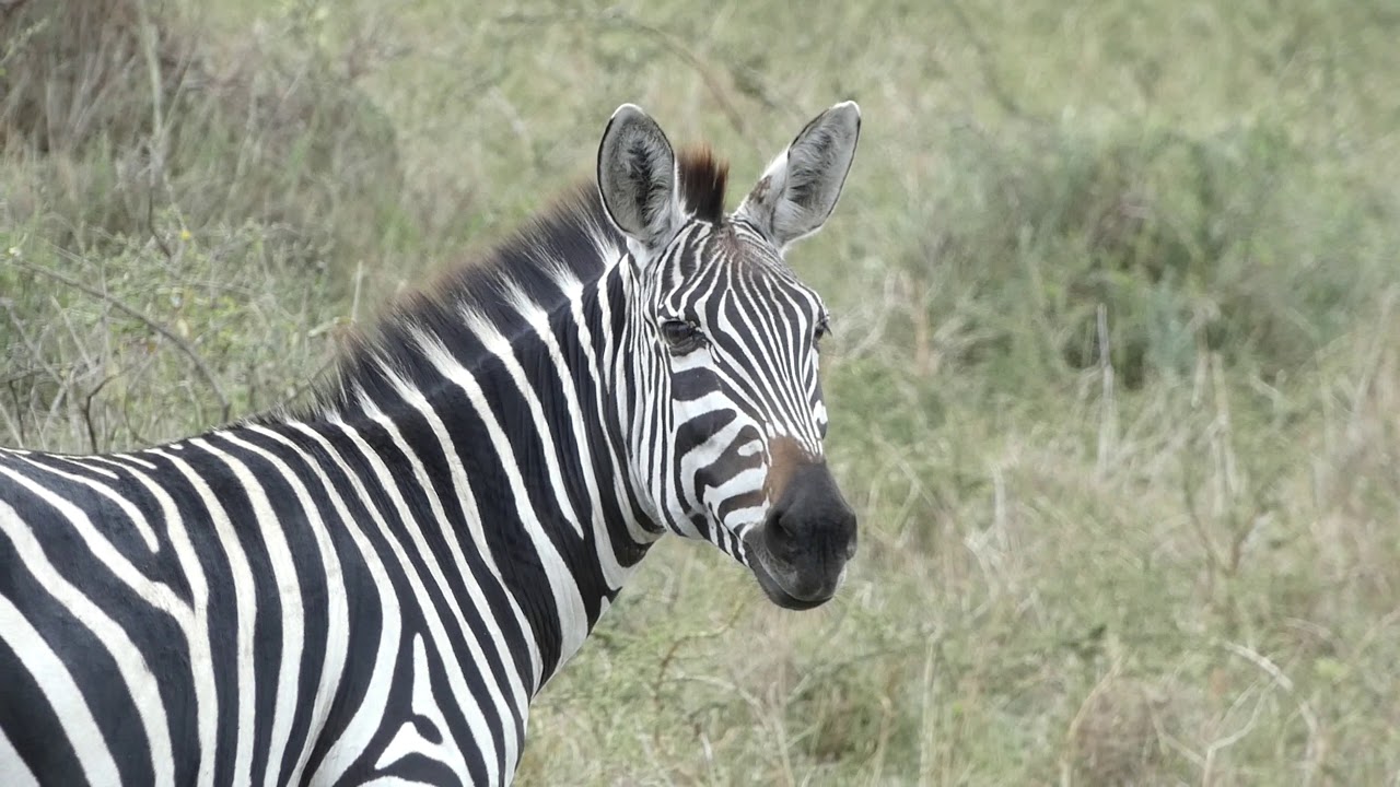 Burchell's zebra grazing - Akagera NP Rwanda - YouTube