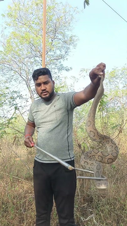 Russell viper vs python - YouTube