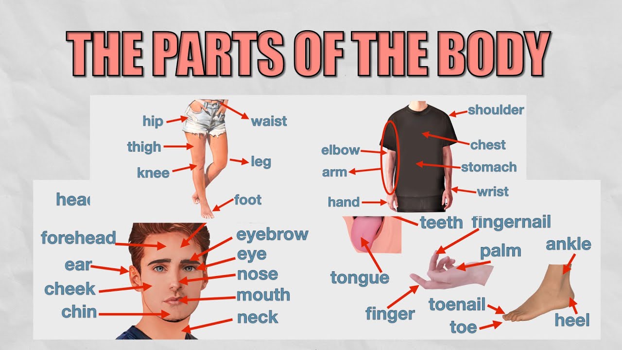 English vocabulary for beginners | The parts of the body in English ...