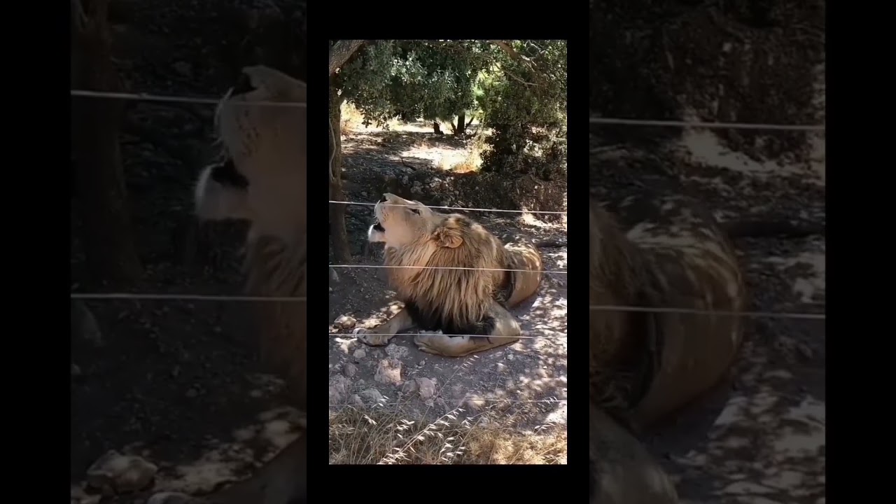 lion roaring loudly in zoo - YouTube