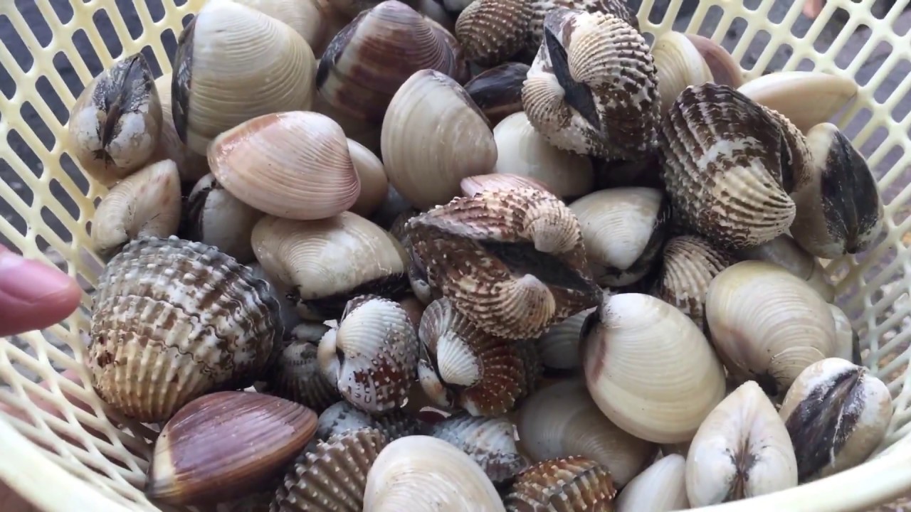 HOW TO COOK 5: Nướng sò huyết khổng lồ / Grill giant blood cockles ...