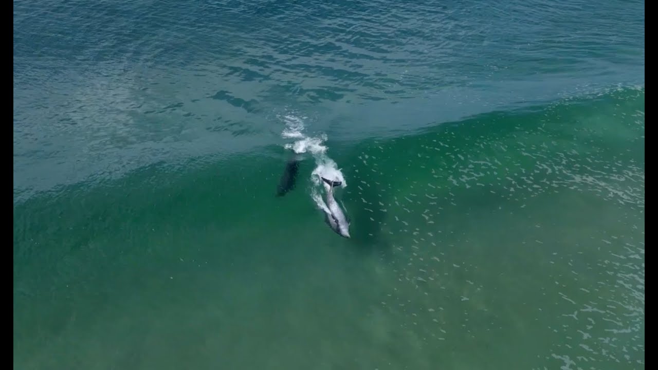 Dolphins dropping in on Tuncurry Beach - YouTube