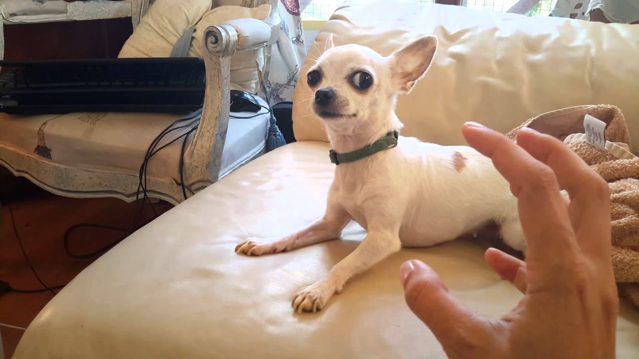 Perro muy enfadado. Very Angry Dog. 매우 화가개.! - YouTube