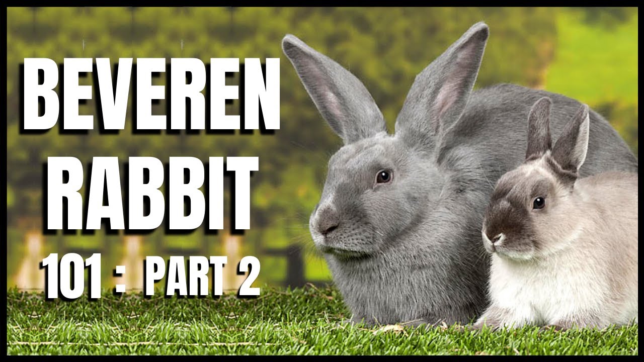 Beveren Rabbit 101 Part 2 - YouTube