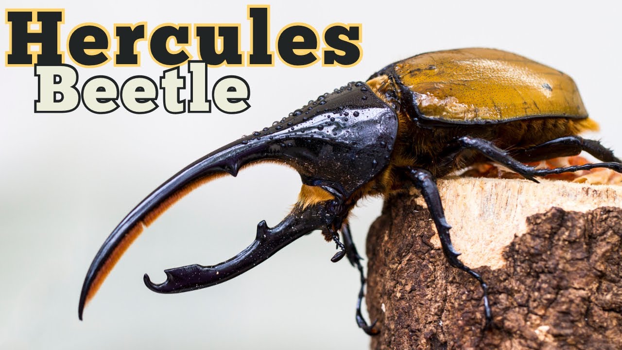 Hercules Beetle: The Heavyweight Champion - YouTube