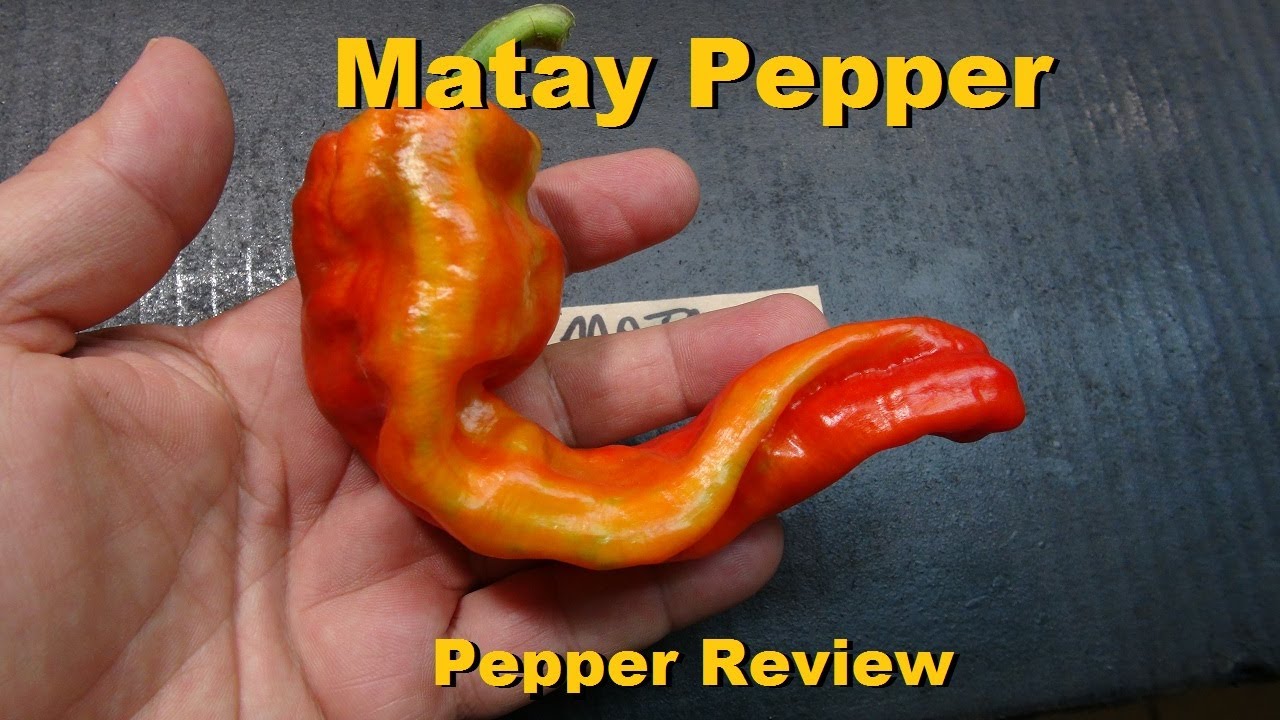 Matay Pepper | Capsicum annuum | Pod Review - YouTube