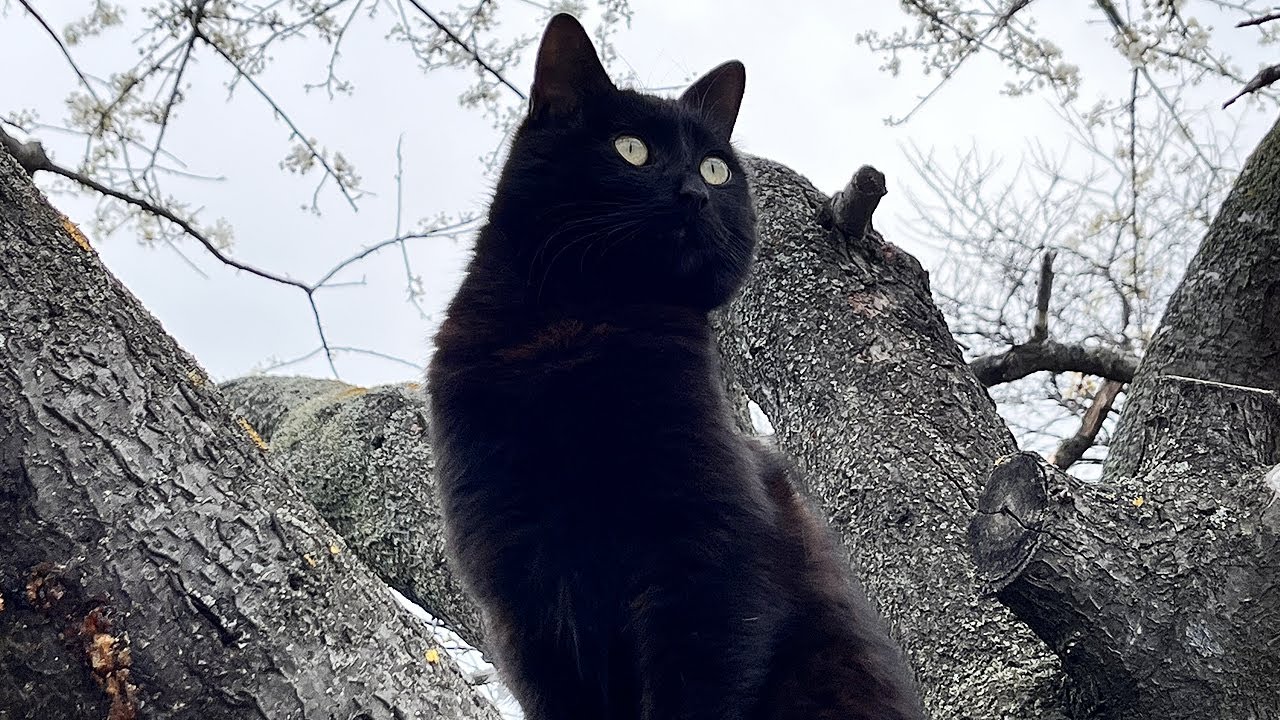 Cat Hunts Bird - YouTube