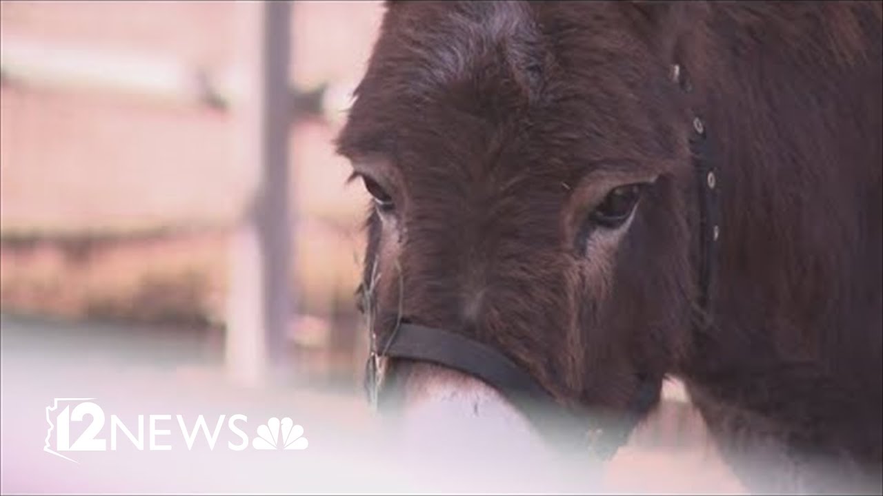 Backstory: Donkeys and horses being rescued from slaughter - YouTube
