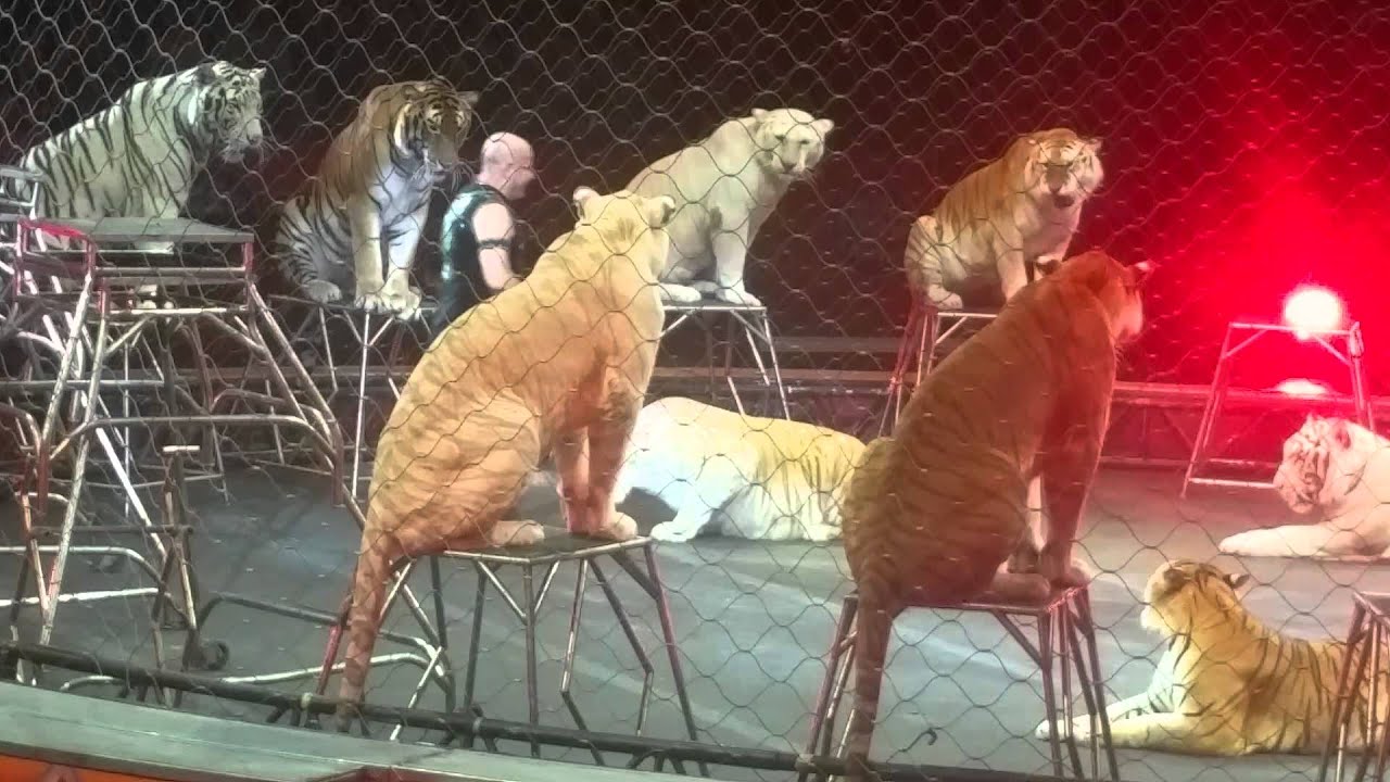 Tigers circus extreme - YouTube