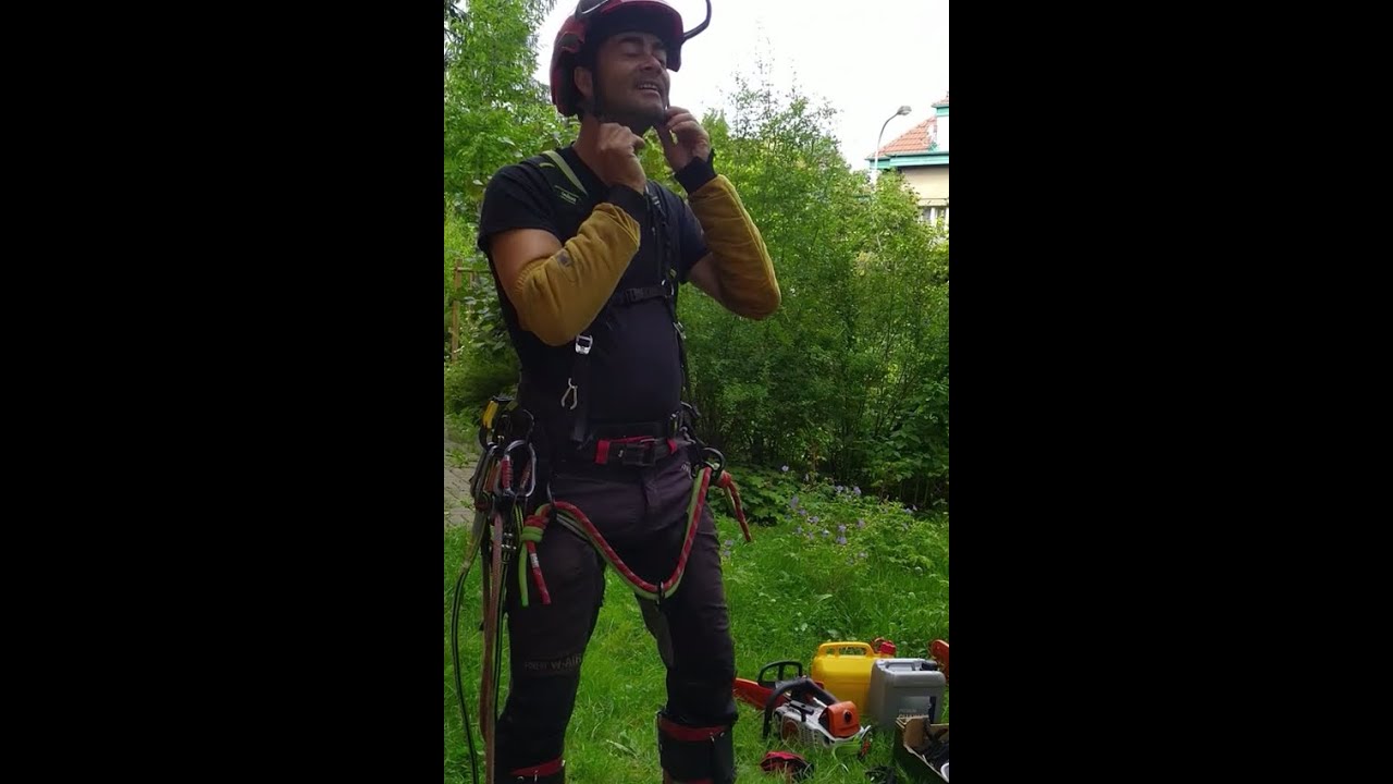 Postupné kacení stromu, arborista, pan Ing. Václav Štícha, Ph.D. z ...