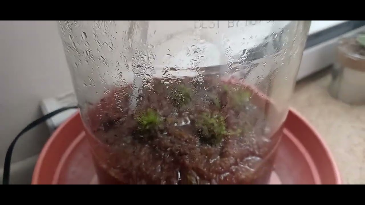 DIY Sundew & ¿Swamp Plant? Culture - YouTube