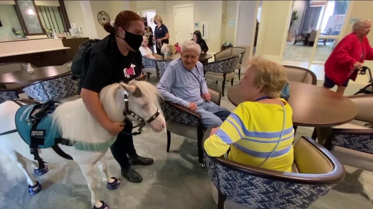 Mini horses from Honey's Mini Therapy Adventures make major impact with ...