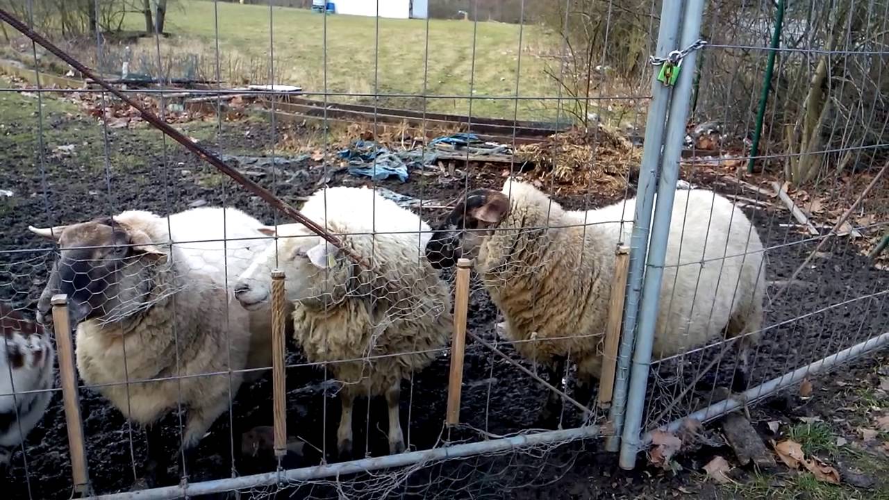 Karnero sa belgium - YouTube