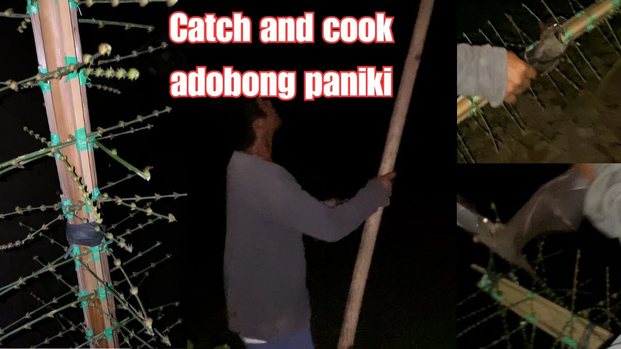 paniki adventure: catch and cook adobong paniki - YouTube
