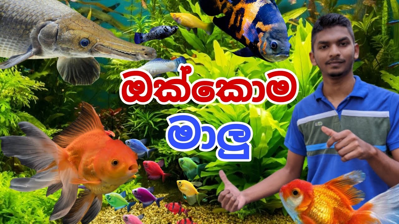 ඔක්කොම මාලු || All Fish Review || Chamath Aquarium || @chamathaquarium - YouTube