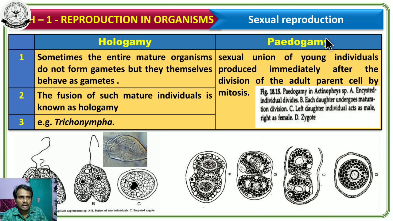 Types of syngamy & Types of fertilization - YouTube