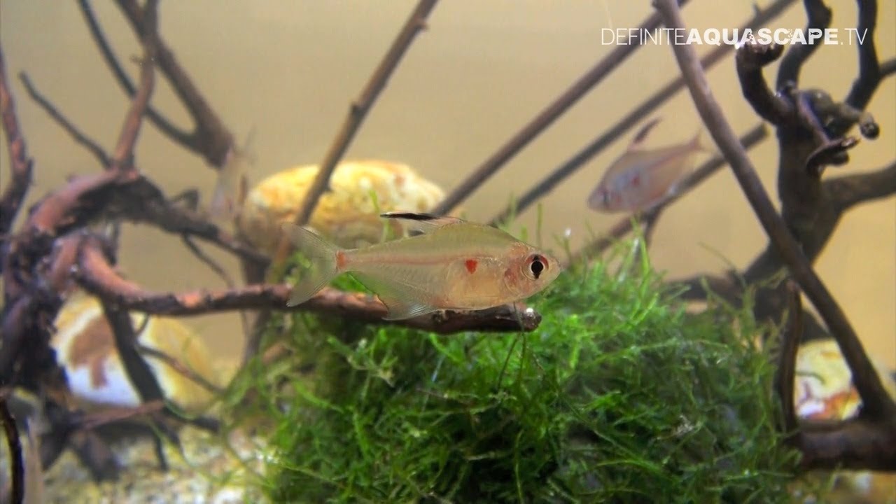 Rare tropical aquarium fish - Aquatics Live 2012, part 8 - YouTube