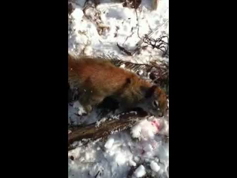 Red squirrel trapping - YouTube